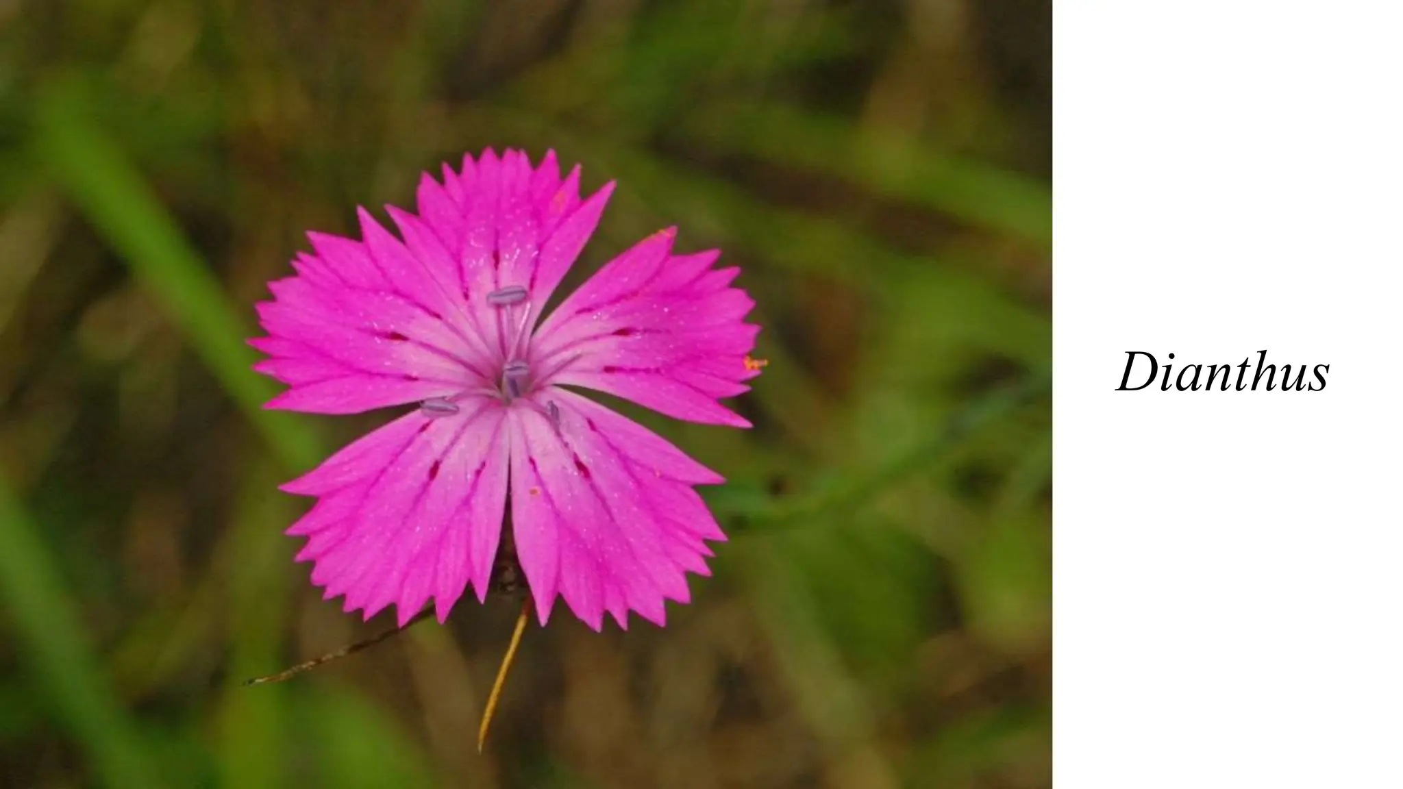 plant taxonomy (Corolla) .pptx