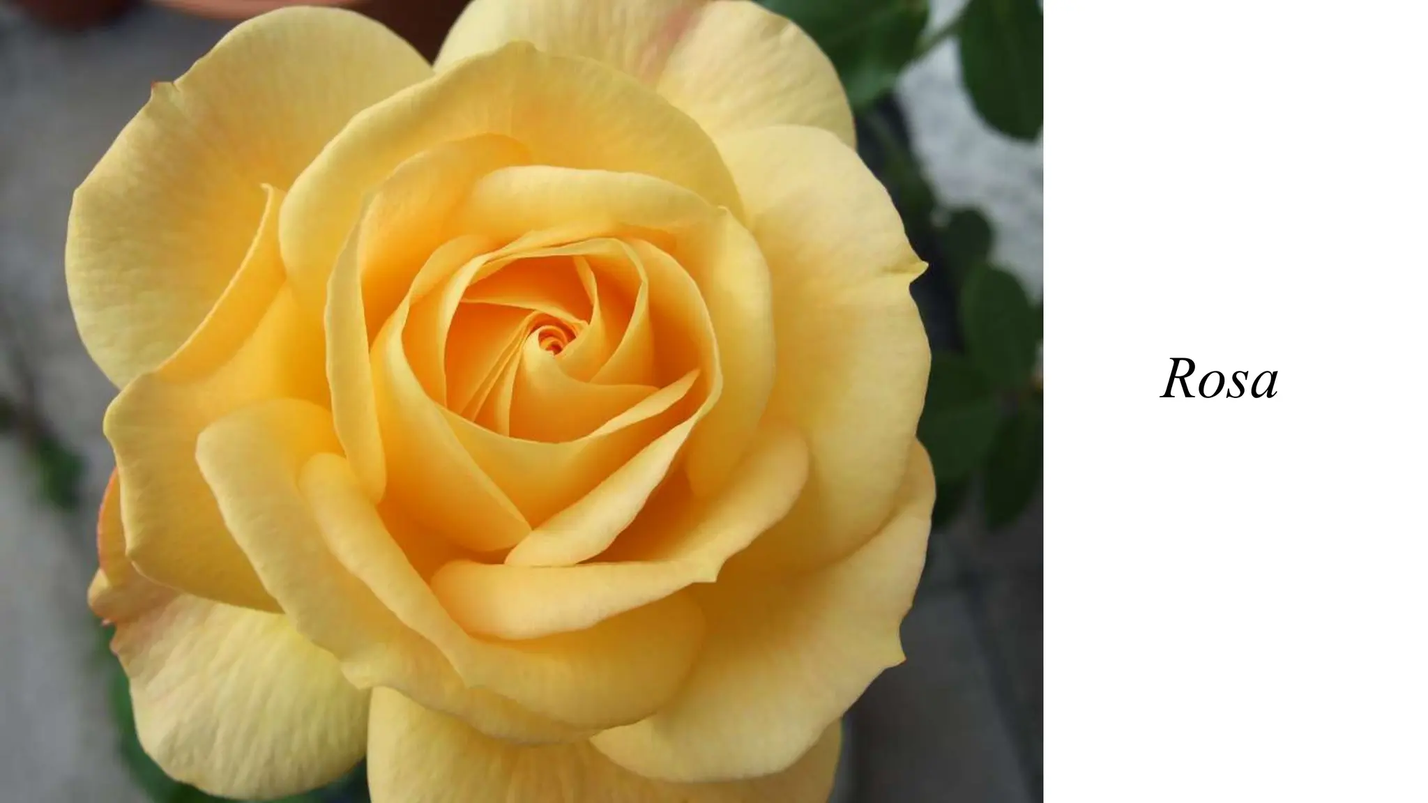 plant taxonomy (Corolla) .pptx