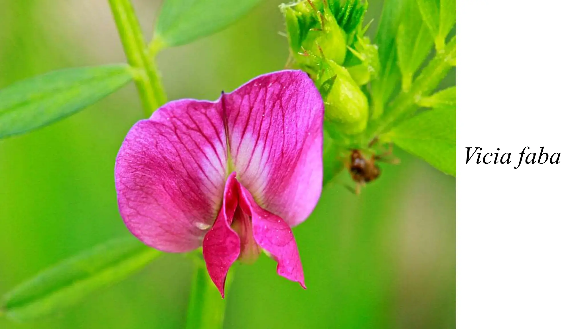 plant taxonomy (Corolla) .pptx