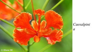 plant taxonomy (Corolla) .pptx