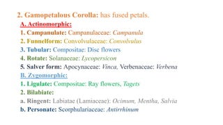 plant taxonomy (Corolla) .pptx