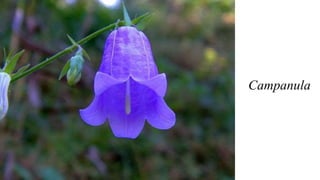 plant taxonomy (Corolla) .pptx
