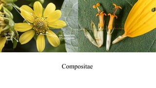 plant taxonomy (Corolla) .pptx