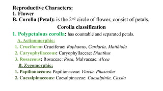 plant taxonomy (Corolla) .pptx