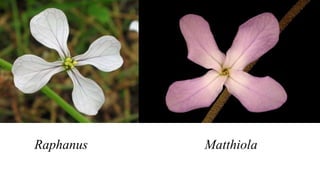 plant taxonomy (Corolla) .pptx