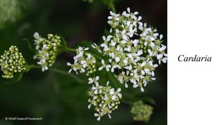 plant taxonomy (Corolla) .pptx