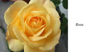 plant taxonomy (Corolla) .pptx