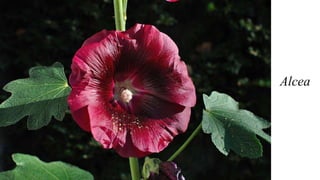 plant taxonomy (Corolla) .pptx