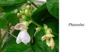 plant taxonomy (Corolla) .pptx