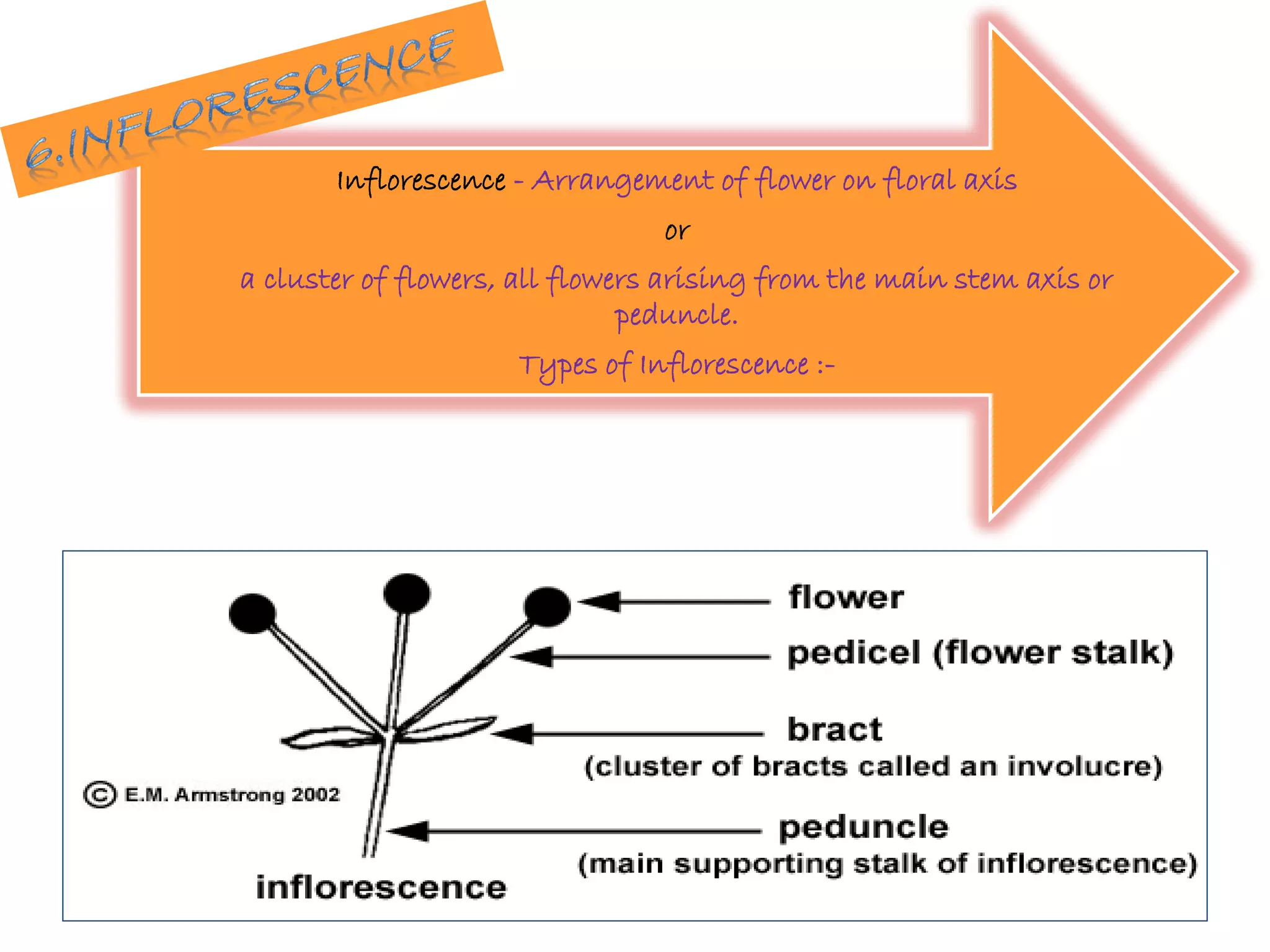 Plant terminology presentation | PDF