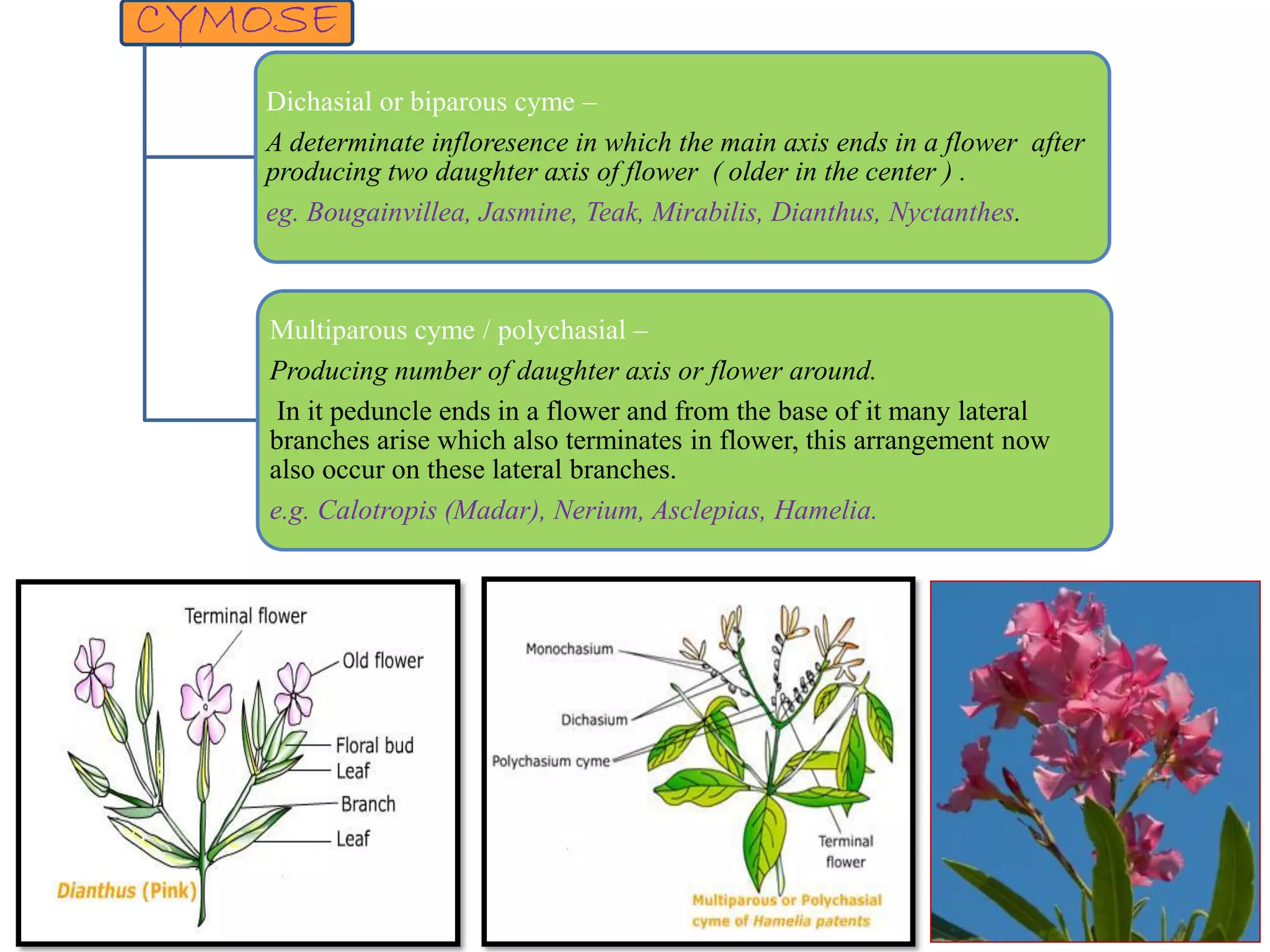 Plant terminology presentation | PDF