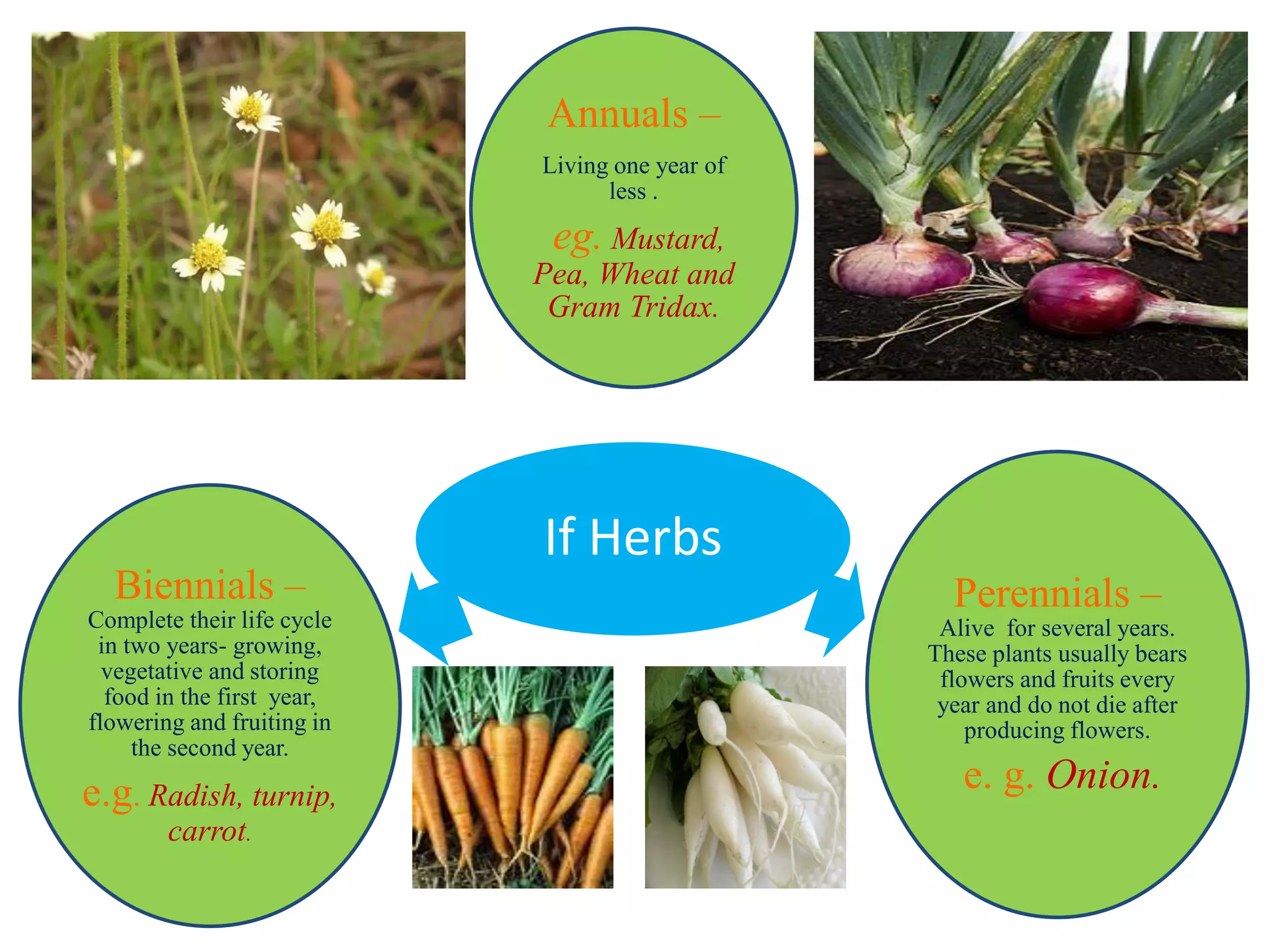 Plant terminology presentation | PDF