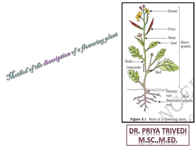Plant terminology presentation | PDF | Gardening | Home & Garden