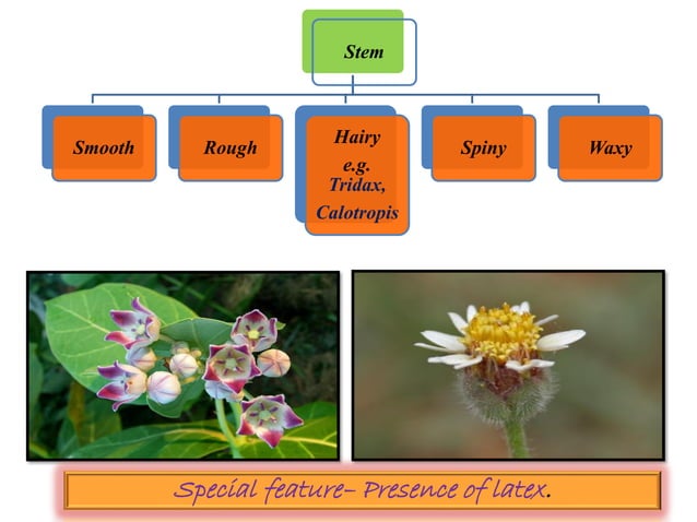 Plant terminology presentation | PDF | Gardening | Home & Garden
