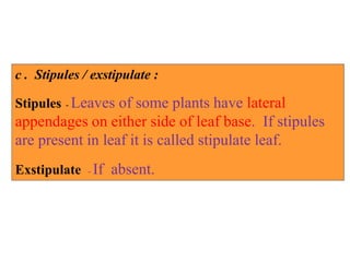 Plant terminology presentation | PDF