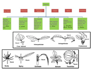 Plant terminology presentation | PDF