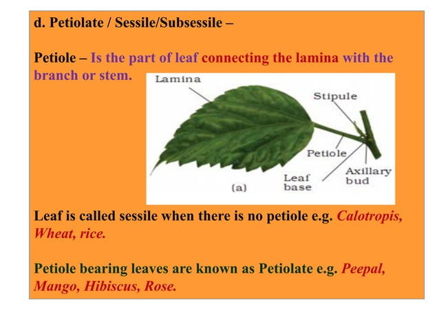 Plant terminology presentation | PDF | Gardening | Home & Garden