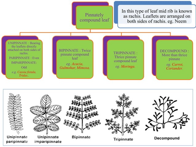 Plant terminology presentation | PDF | Gardening | Home & Garden