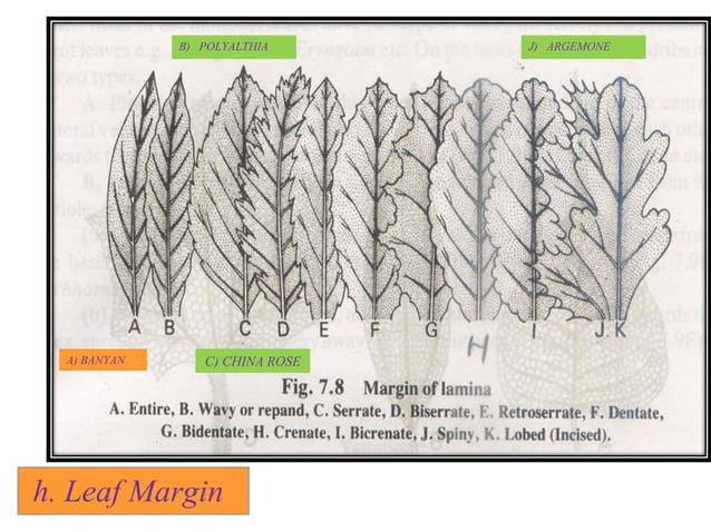 Plant terminology presentation | PDF | Gardening | Home & Garden