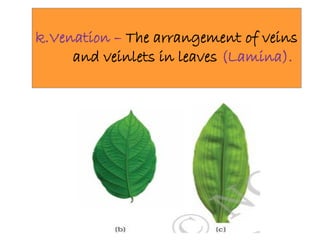 Plant terminology presentation | PDF
