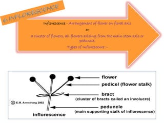 Plant terminology presentation | PDF