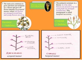 Plant terminology presentation | PDF