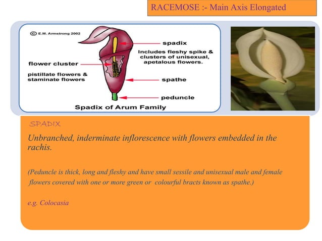 Plant terminology presentation | PDF | Gardening | Home & Garden