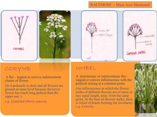 Plant terminology presentation | PDF