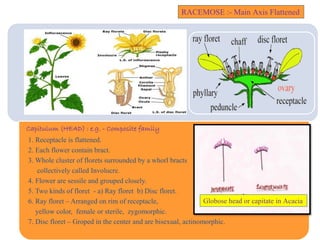 Plant terminology presentation | PDF