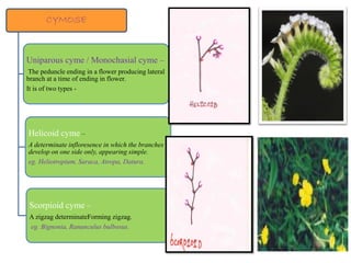 Plant terminology presentation | PDF