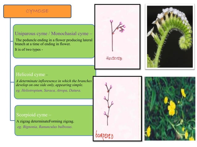 Plant terminology presentation | PDF | Gardening | Home & Garden