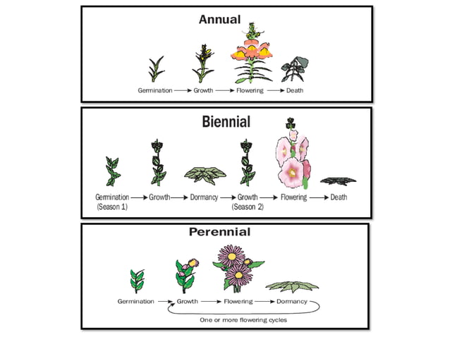 Plant terminology presentation | PDF | Gardening | Home & Garden