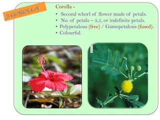 Plant terminology presentation | PDF