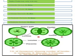 Plant terminology presentation | PDF