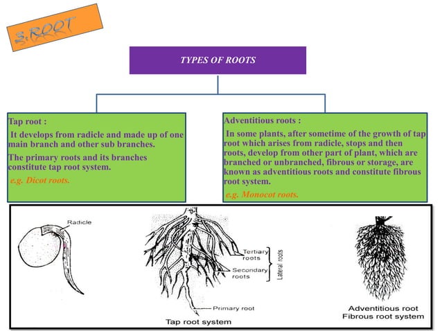 Plant terminology presentation | PDF | Gardening | Home & Garden