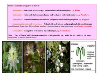 Plant terminology presentation | PDF
