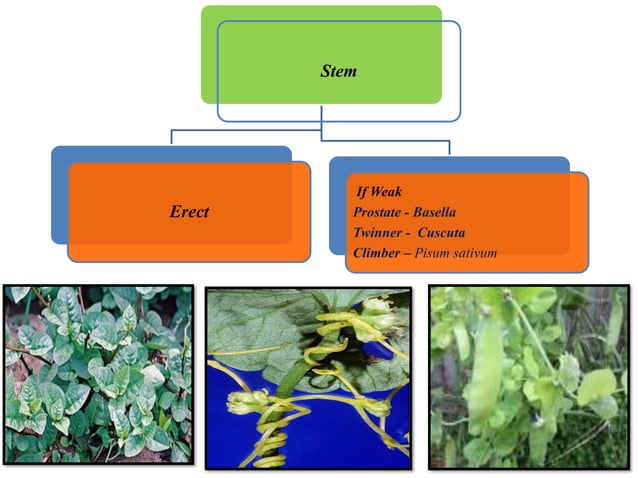 Plant terminology presentation | PDF | Gardening | Home & Garden