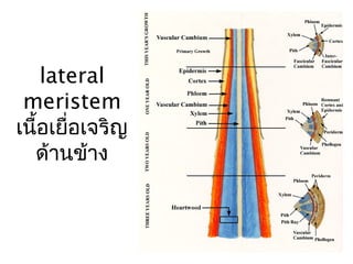 เนื้อเยื่อพืช Plant tissue | PPT