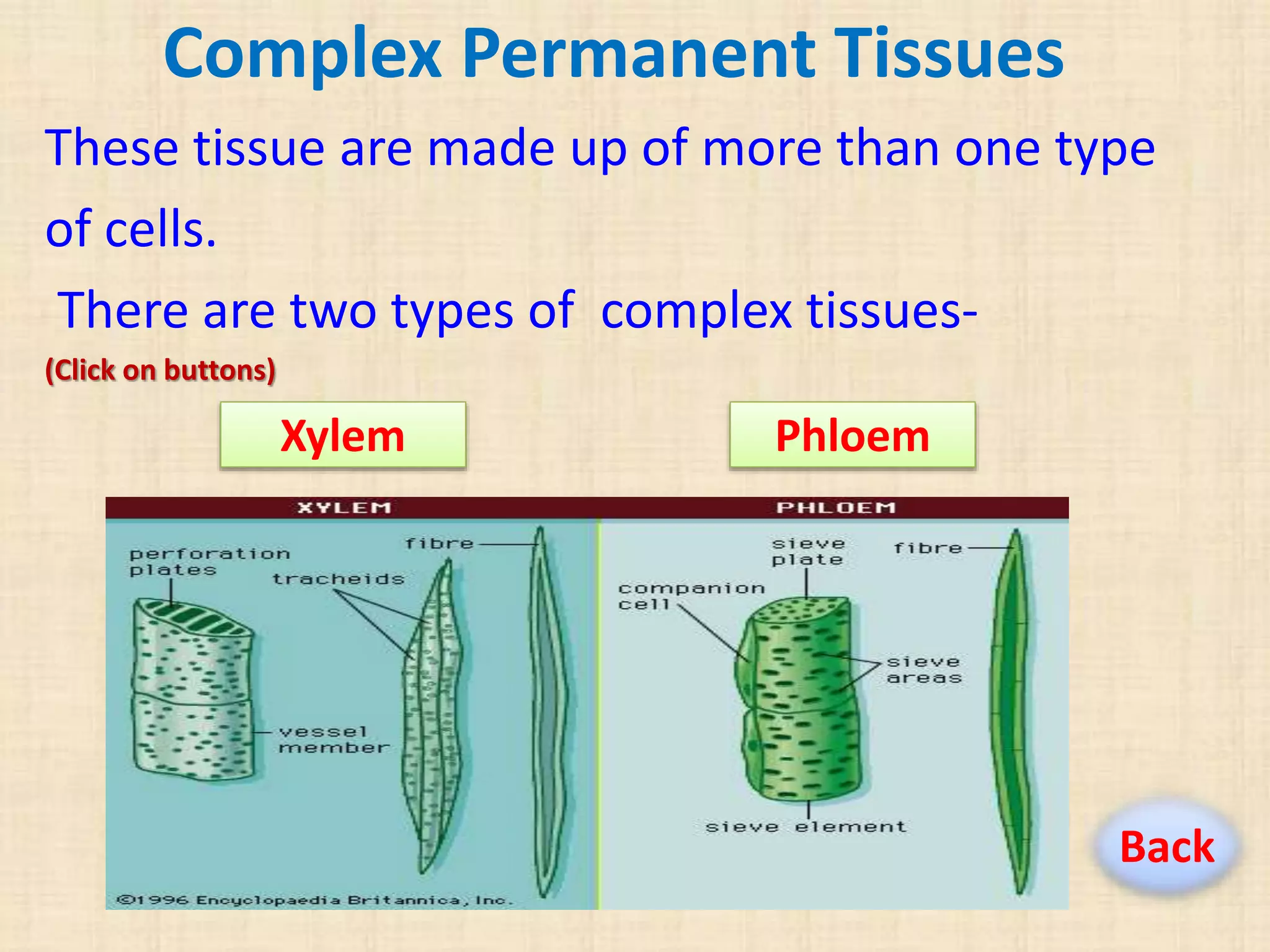 Plant tissue | PPTX