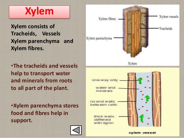 Draw A Labelled Diagram Of Xylem Tissues 1n3ed4yy Biology