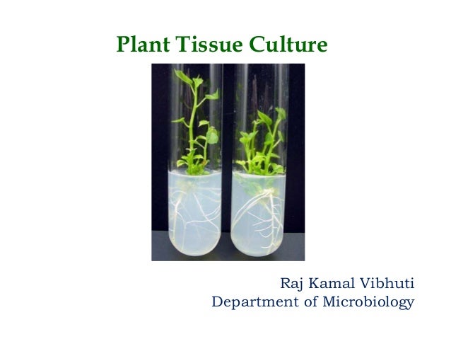 Plant tissue Culture