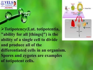 Plant tissue | PPT
