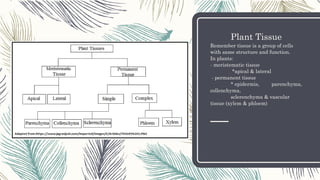 Introduction to the different types of Plant Tissue.pptx