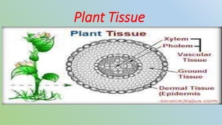 Plant Tissue .pptx