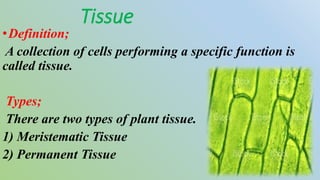 Plant Tissue .pptx