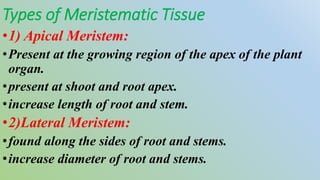 Plant Tissue .pptx