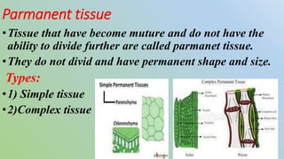 Plant Tissue .pptx