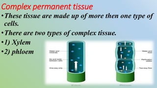 Plant Tissue .pptx