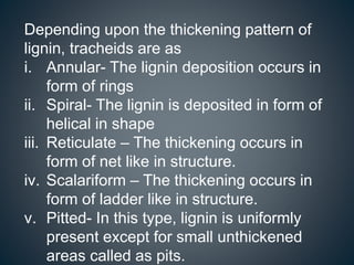 Plant tissue 2 | PPTX