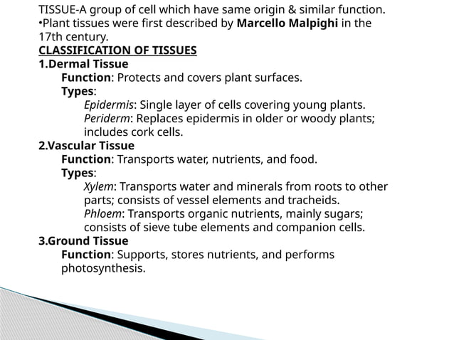 PLANT TISSUE by Akash Mahakur.pptx botany carrier | PPT